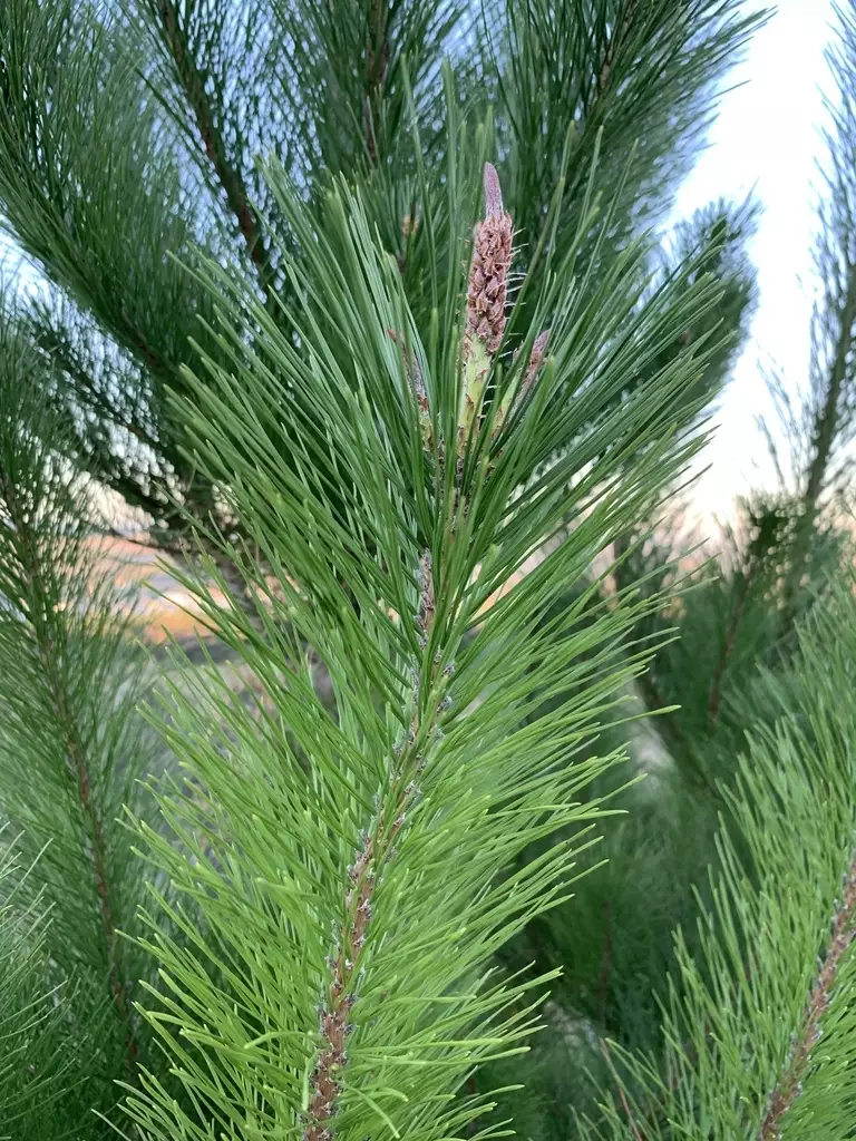 Pinus radiata - Web page Navigation - Insignis Pine, Monterey Pine ...