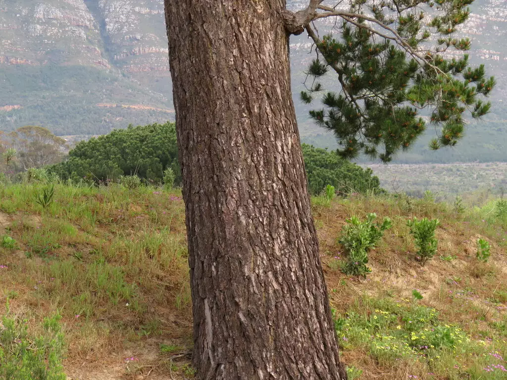 Pinus radiata - Web page Navigation - Insignis Pine, Monterey Pine ...