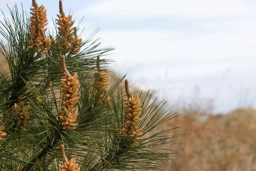 Pinus radiata - Web page Navigation - Insignis Pine, Monterey Pine ...