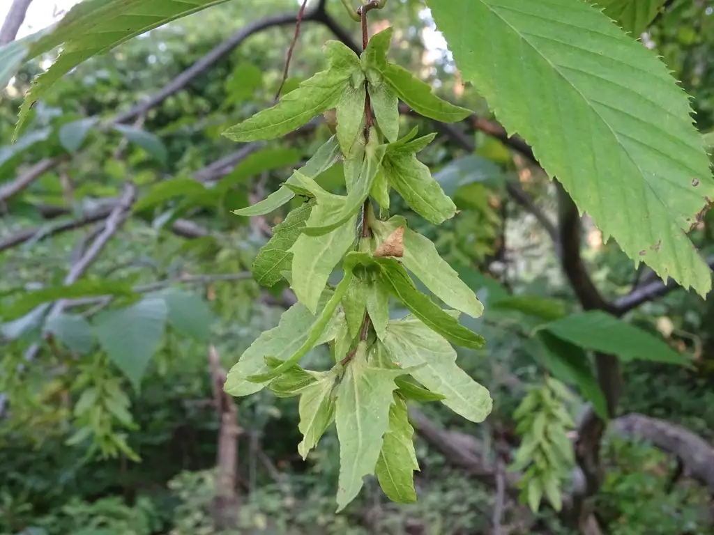 Sheffield's Seed Company