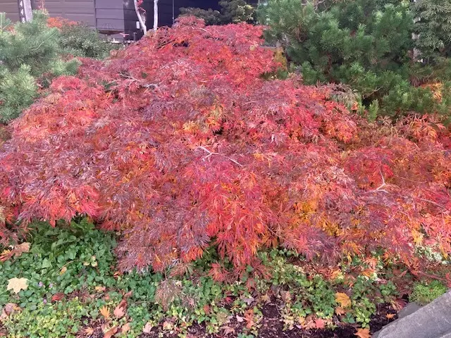 Acer japonicum 'Green Cascade' dry seed - Common Bonsai,Deciduous,Tree ...