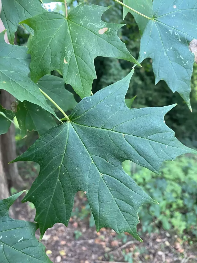 Acer saccharum Southern wings - Deciduous,Hardwood,Shade Tree - Sugar Maple