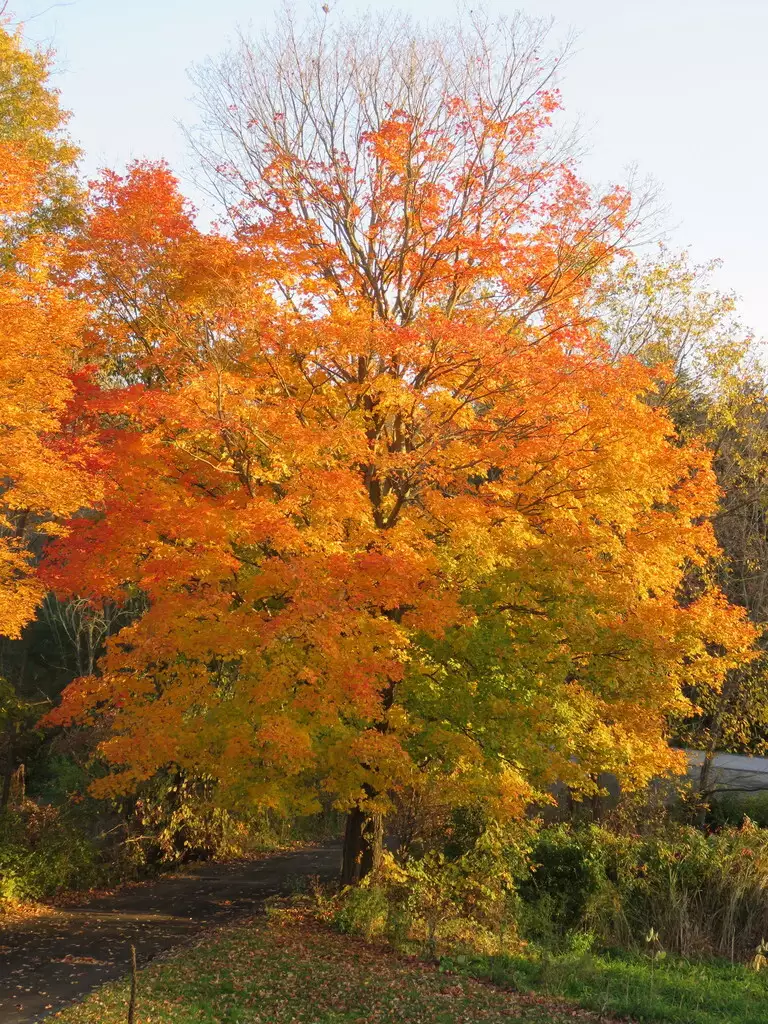 Acer saccharum Southern wings - Deciduous,Hardwood,Shade Tree - Sugar Maple