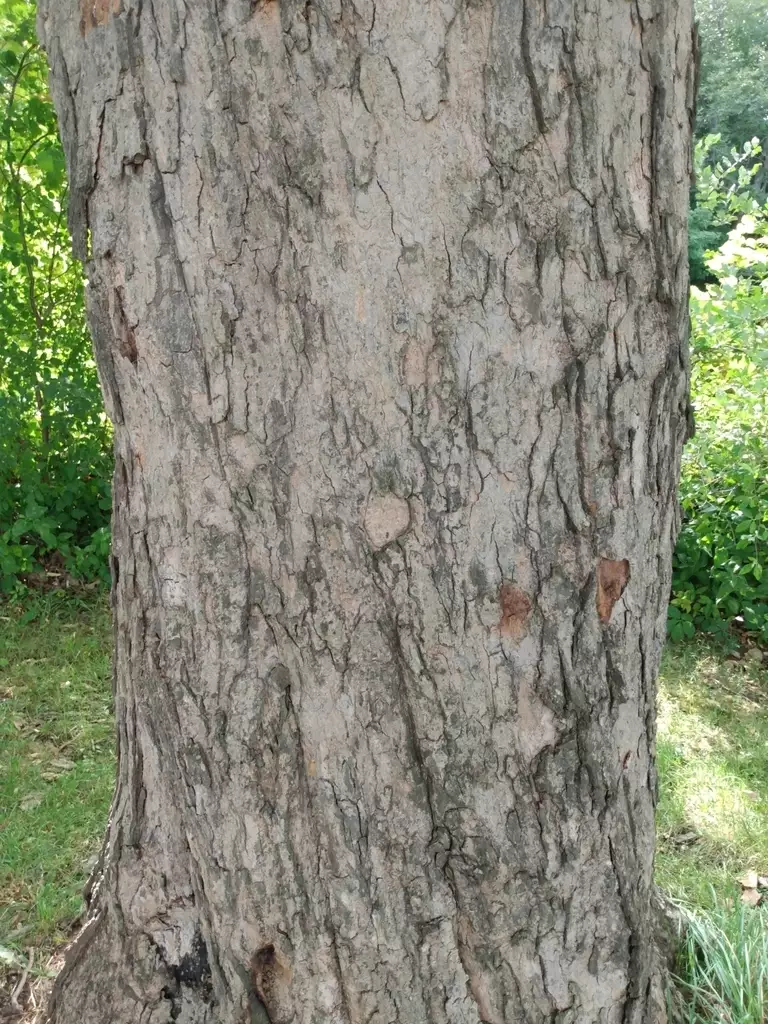 Acer saccharum Southern wings - Deciduous,Hardwood,Shade Tree - Sugar Maple