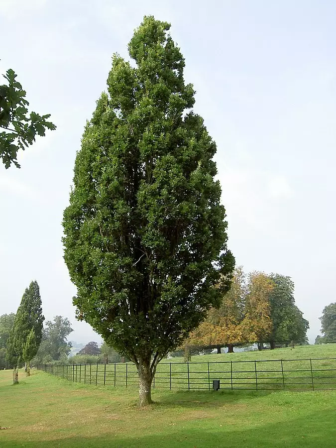 Quercus robur 'Fastigiata' - Hardwood - English Upright Oak, Upright ...
