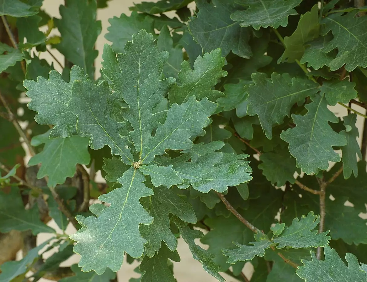 Quercus robur 'Fastigiata' - Hardwood - English Upright Oak, Upright ...