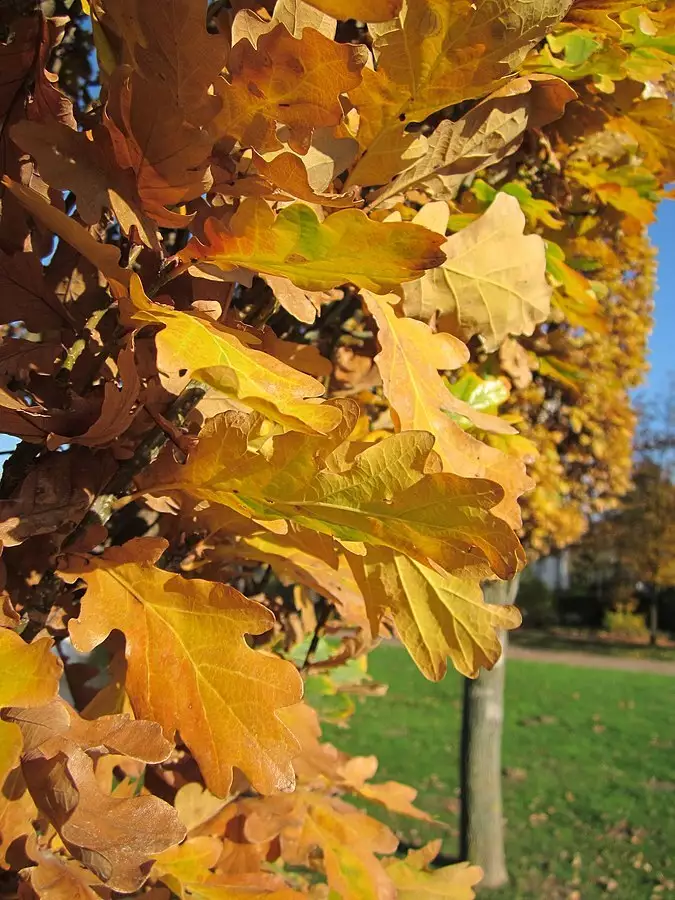 Quercus robur 'Fastigiata' - Hardwood - English Upright Oak, Upright ...