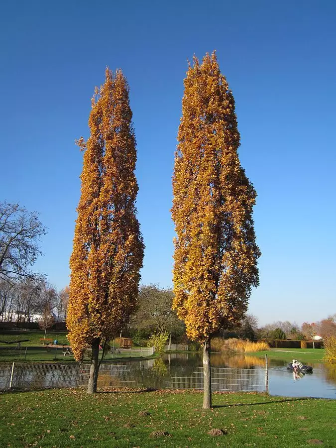 Quercus robur 'Fastigiata' - Hardwood - English Upright Oak, Upright ...