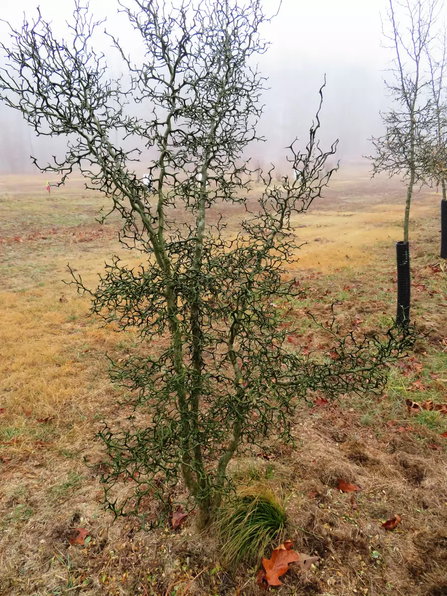 Poncirus trifoliata Flying Dragon - Web page Navigation - Flying Dragon ...