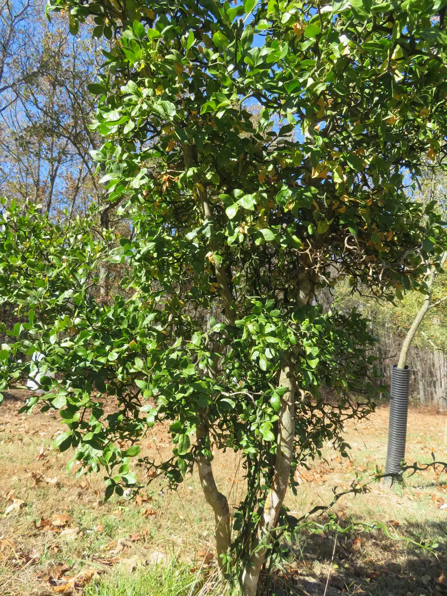 Poncirus trifoliata Flying Dragon - Web page Navigation - Flying Dragon ...