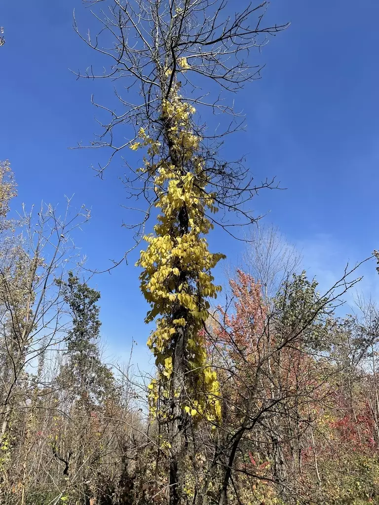 Celastrus scandens - Vine - American Bittersweet, Climbing Bittersweet