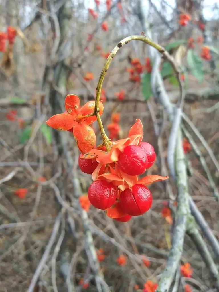 Celastrus scandens - Vine - American Bittersweet, Climbing Bittersweet