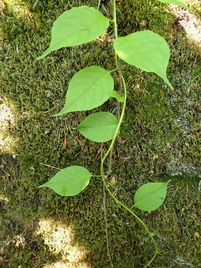Celastrus scandens - Vine - American Bittersweet, Climbing Bittersweet