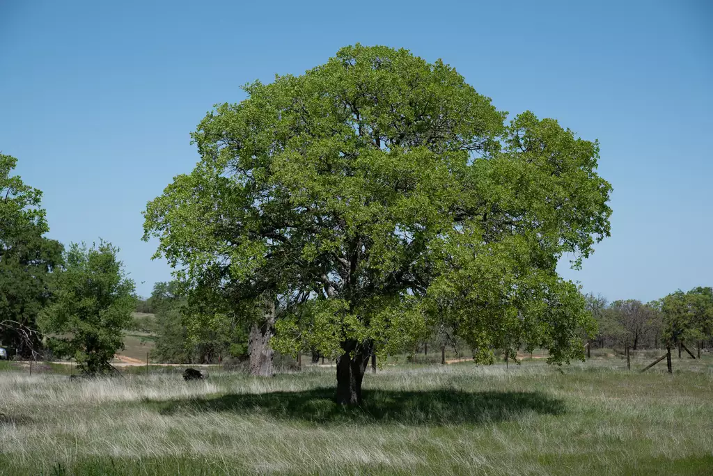 Quercus douglasii - Hardwood - Blue Oak