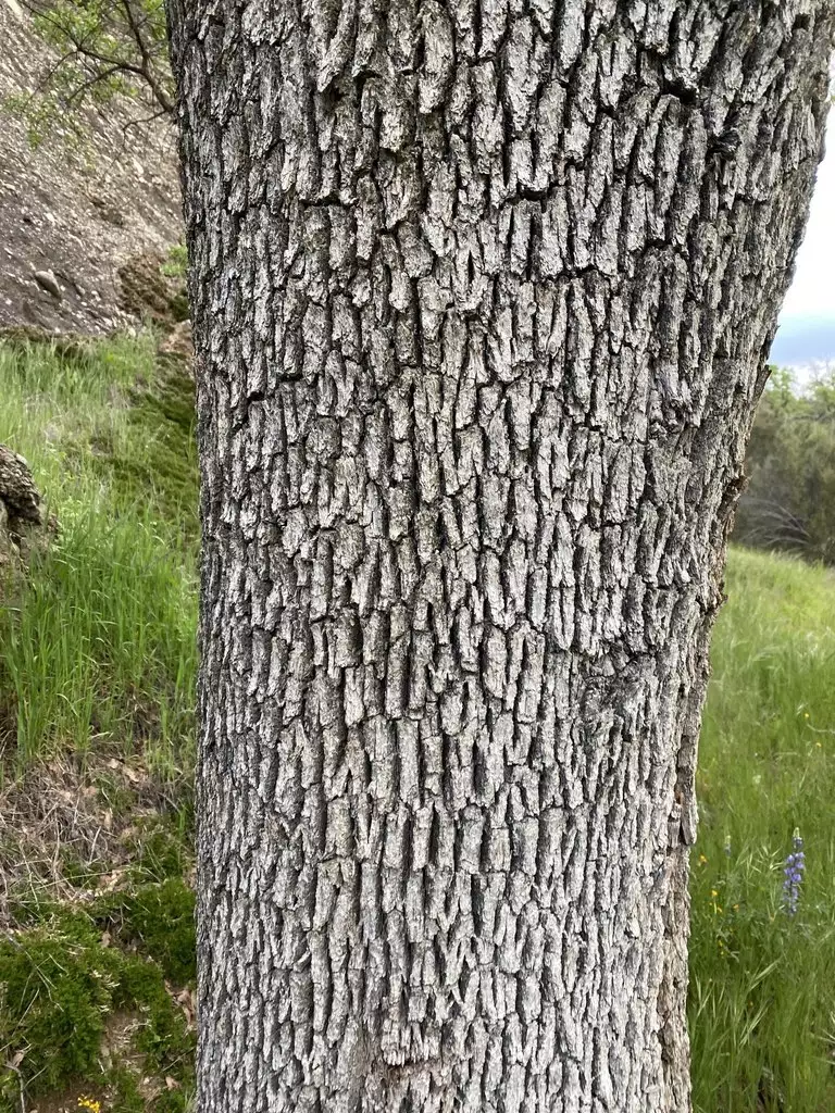 Quercus douglasii - Hardwood - Blue Oak