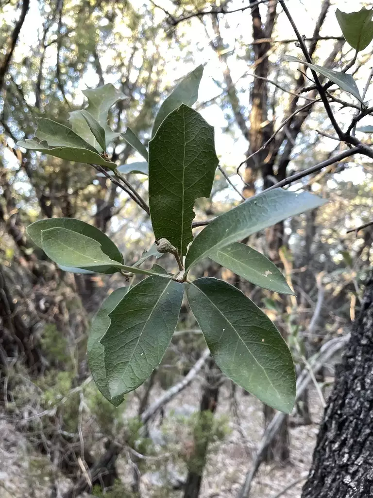 Quercus fusiformis - Hardwood,Tree,Web page Navigation - Escarpment ...