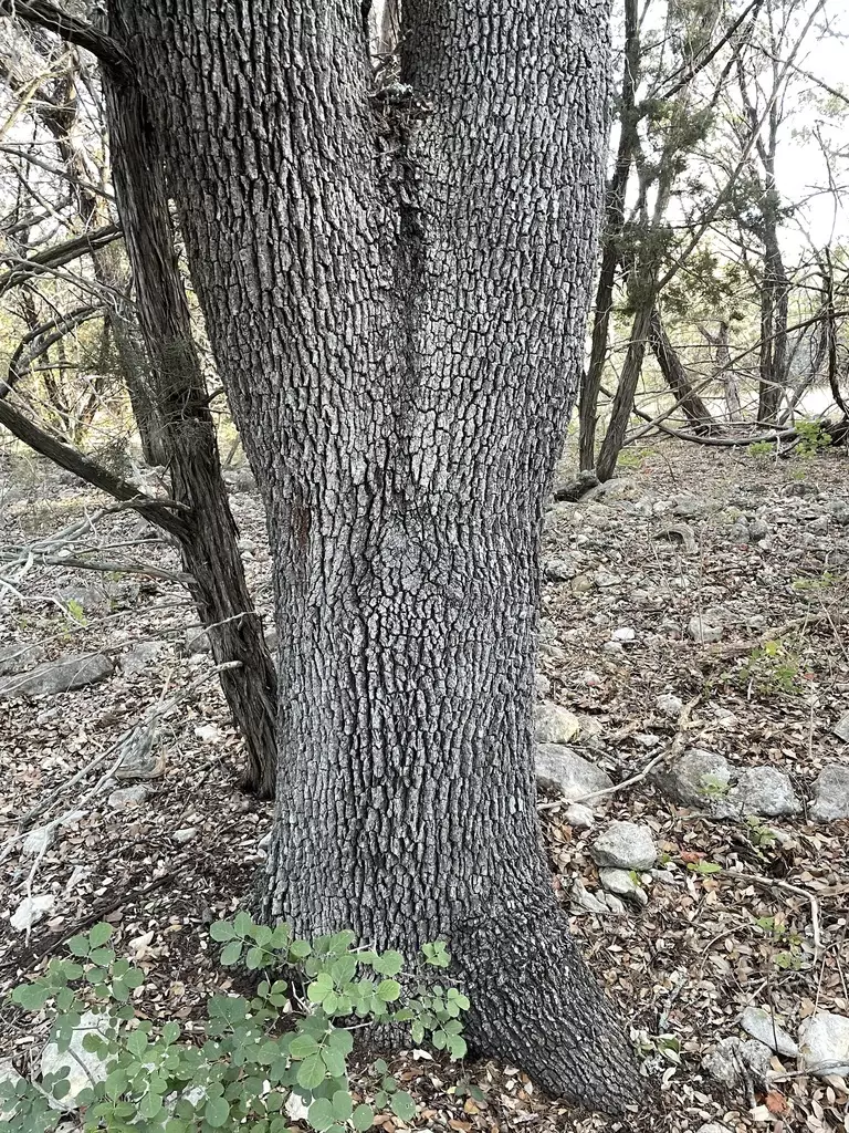 Quercus fusiformis - Hardwood,Tree,Web page Navigation - Escarpment ...