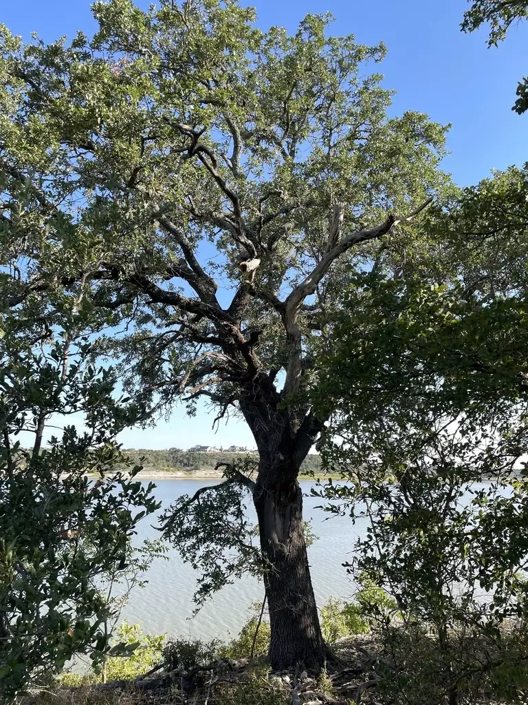 Quercus fusiformis - Hardwood,Tree,Web page Navigation - Escarpment ...
