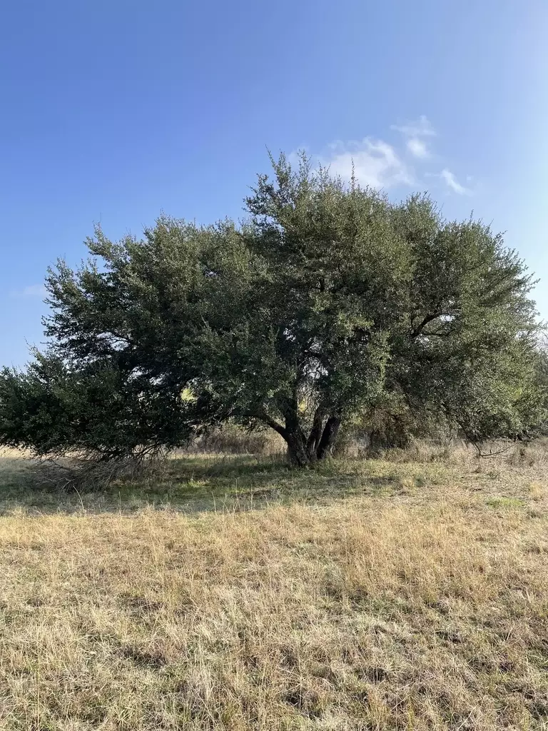 Quercus fusiformis - Hardwood,Tree,Web page Navigation - Escarpment ...