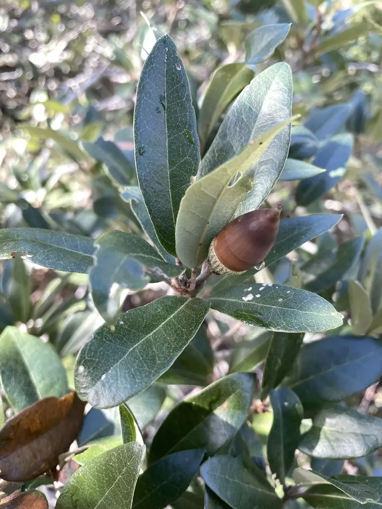 Quercus fusiformis - Hardwood,Tree,Web page Navigation - Escarpment ...