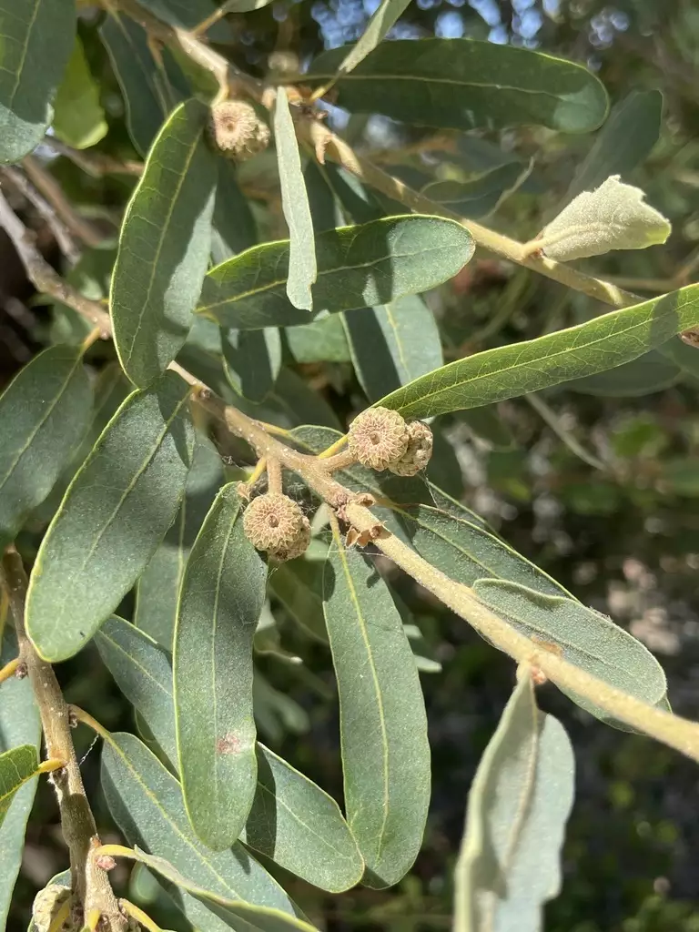Quercus engelmannii - Hardwood - Engelmann Oak, Pasadena Oak
