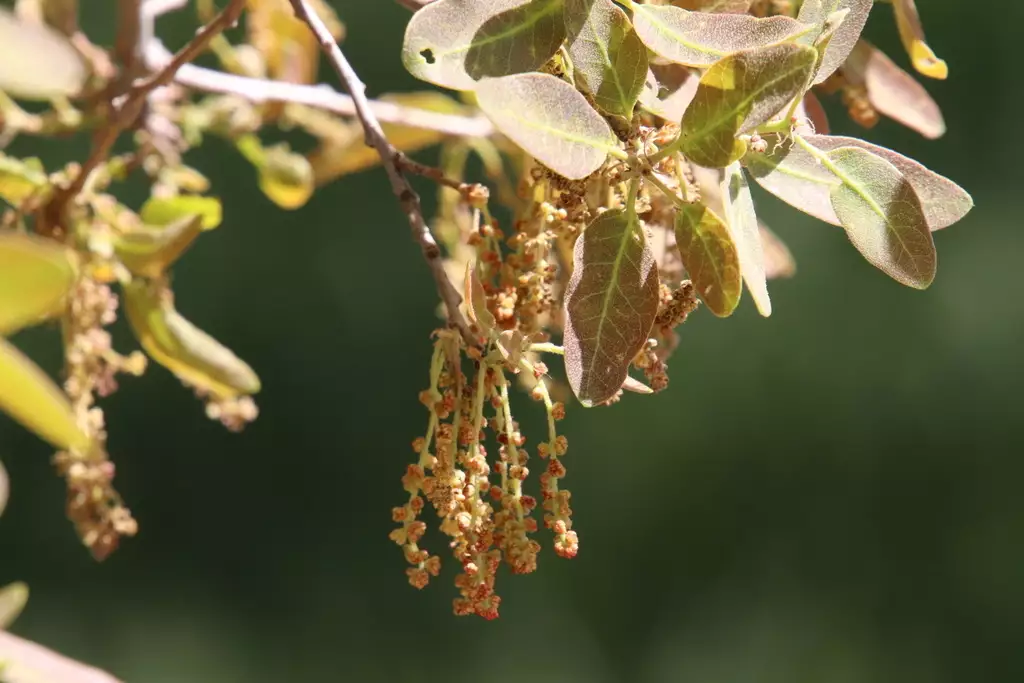 Quercus engelmannii - Hardwood - Engelmann Oak, Pasadena Oak