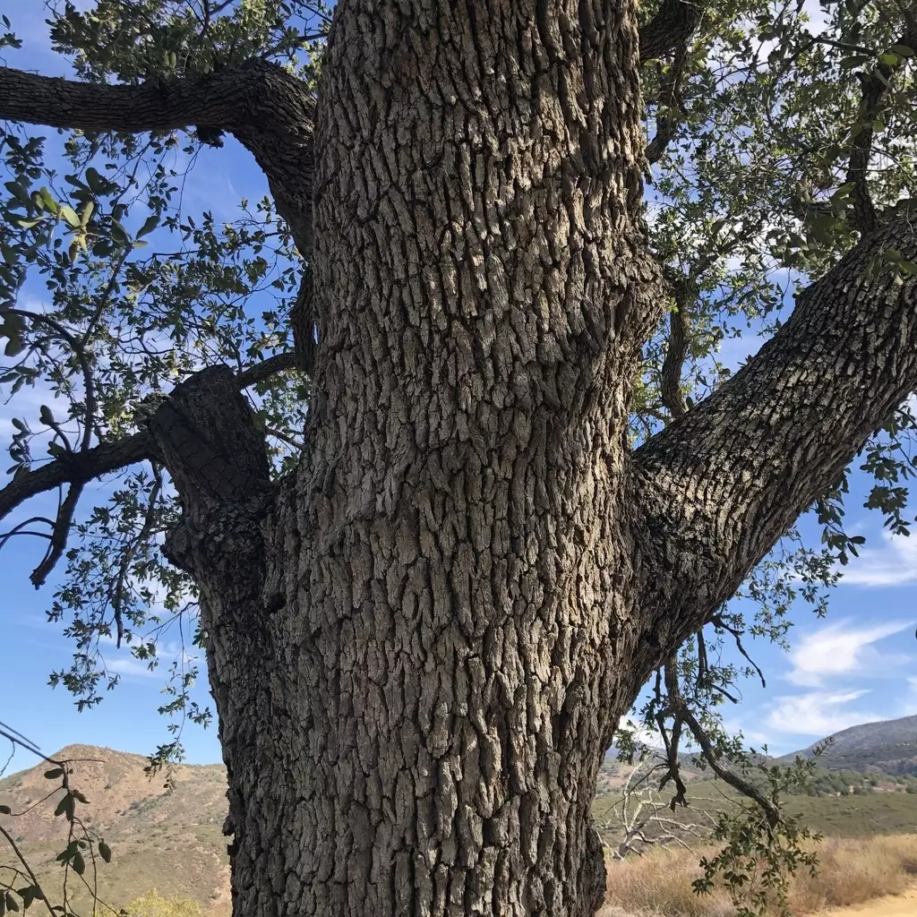 Quercus engelmannii - Hardwood - Engelmann Oak, Pasadena Oak