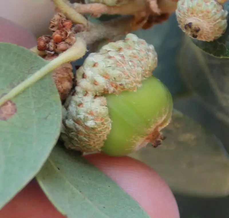 Quercus engelmannii - Hardwood - Engelmann Oak, Pasadena Oak