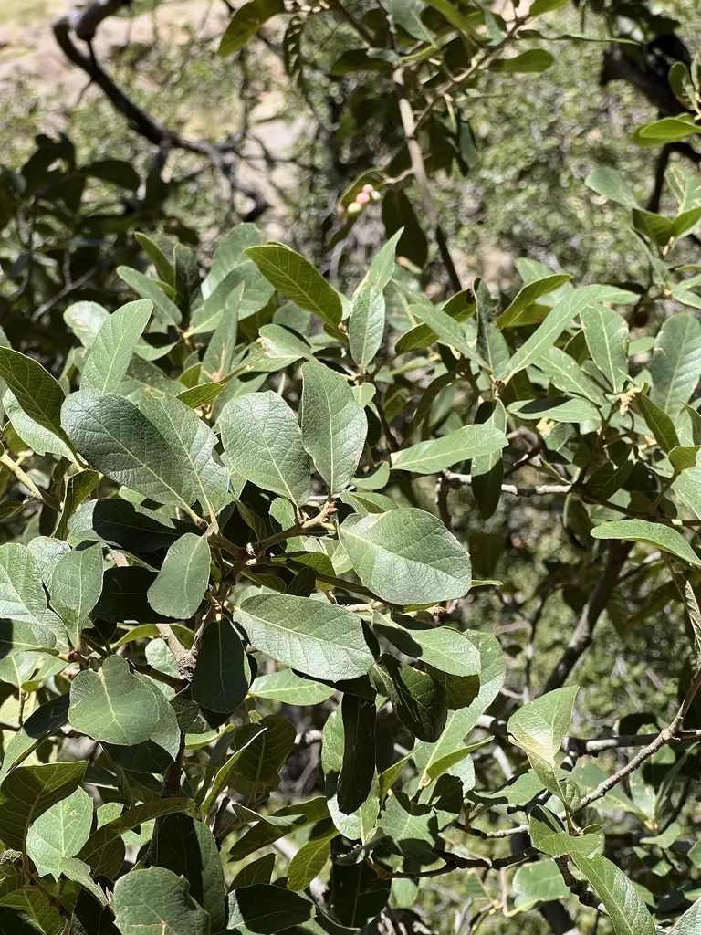 Quercus arizonica - Hardwood - Arizona White Oak