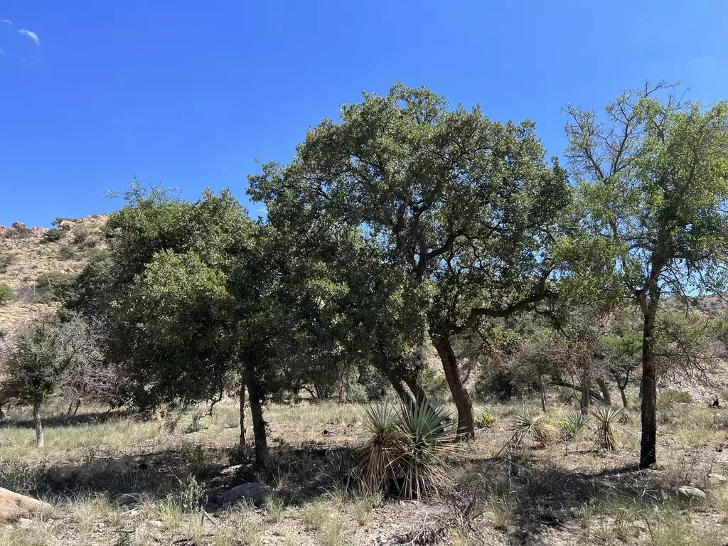 Quercus arizonica - Hardwood - Arizona White Oak