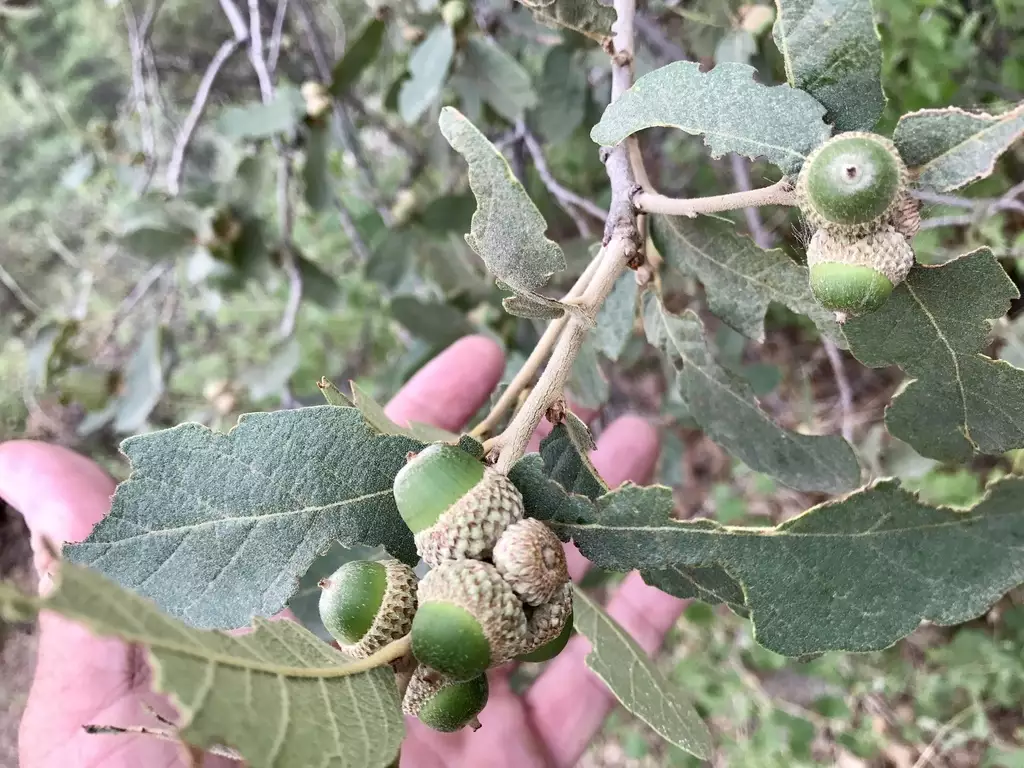 Quercus arizonica - Hardwood - Arizona White Oak