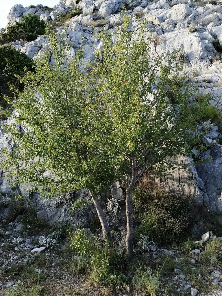 Prunus mahaleb CVI - Deciduous,Edible Fruit/Nuts,Flowering Tree ...