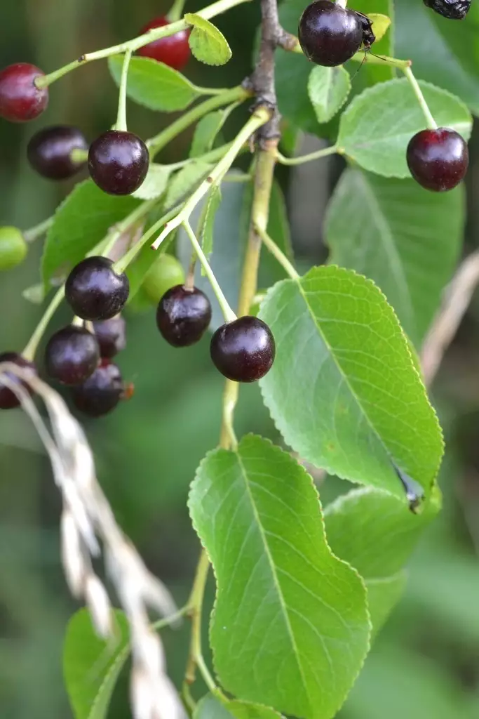 Prunus mahaleb CVI - Deciduous,Edible Fruit/Nuts,Flowering Tree ...