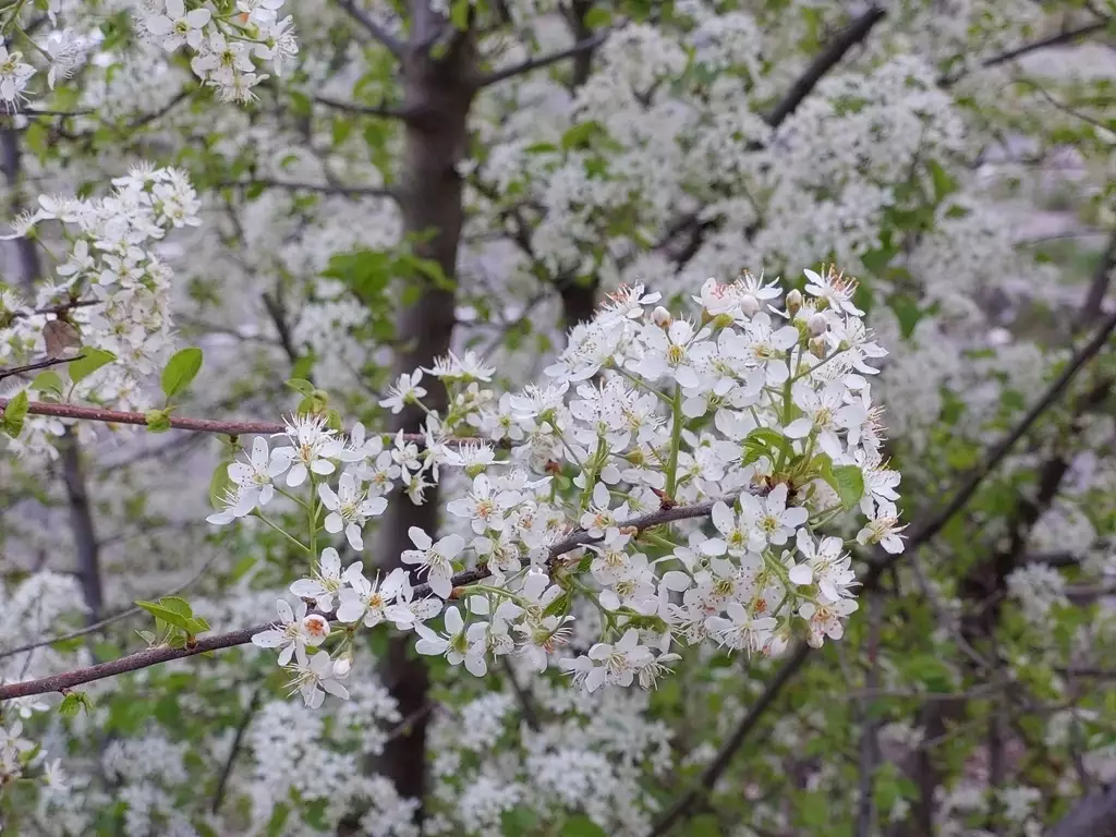 Prunus mahaleb CVI - Deciduous,Edible Fruit/Nuts,Flowering Tree ...