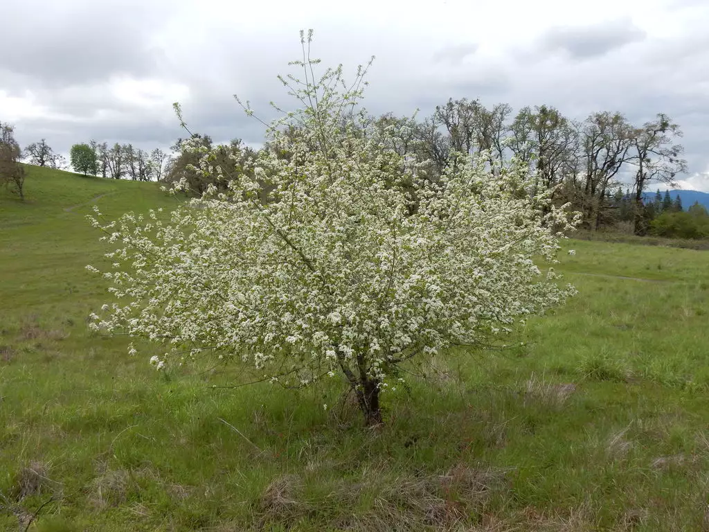 Prunus mahaleb CVI - Deciduous,Edible Fruit/Nuts,Flowering Tree ...