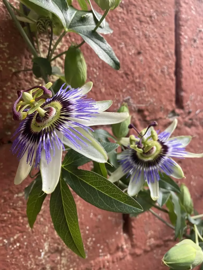 Passiflora caerulea - Vine - Blue Passion Flower, Bluecrown ...