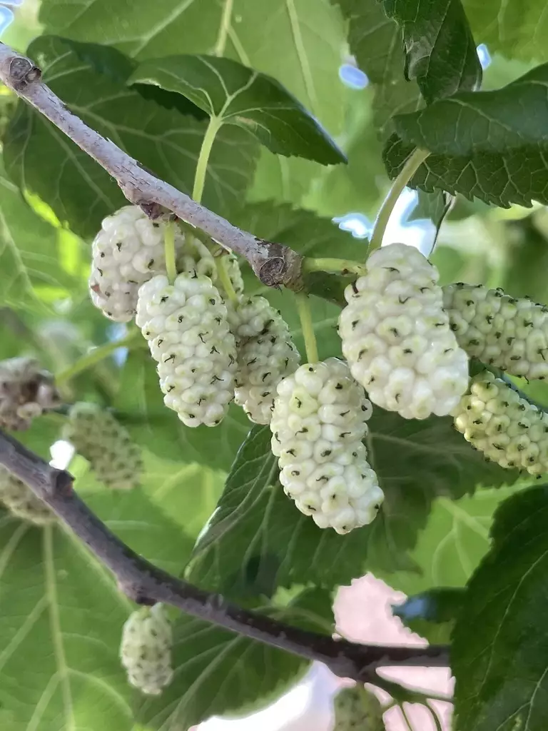 Morus alba - Edible Fruit/Nuts,Fruits - White Mulberry