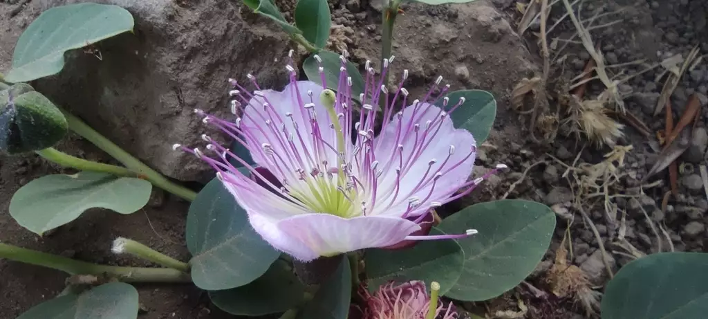 Capparis spinosa - Medicinal Herbs,Shrub - Caper, Caper Bush, Common Caper