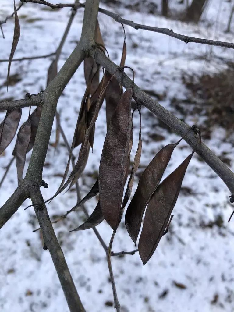 Cercis canadensis Northern Zone 6 - Flowering Tree - Eastern Redbud ...