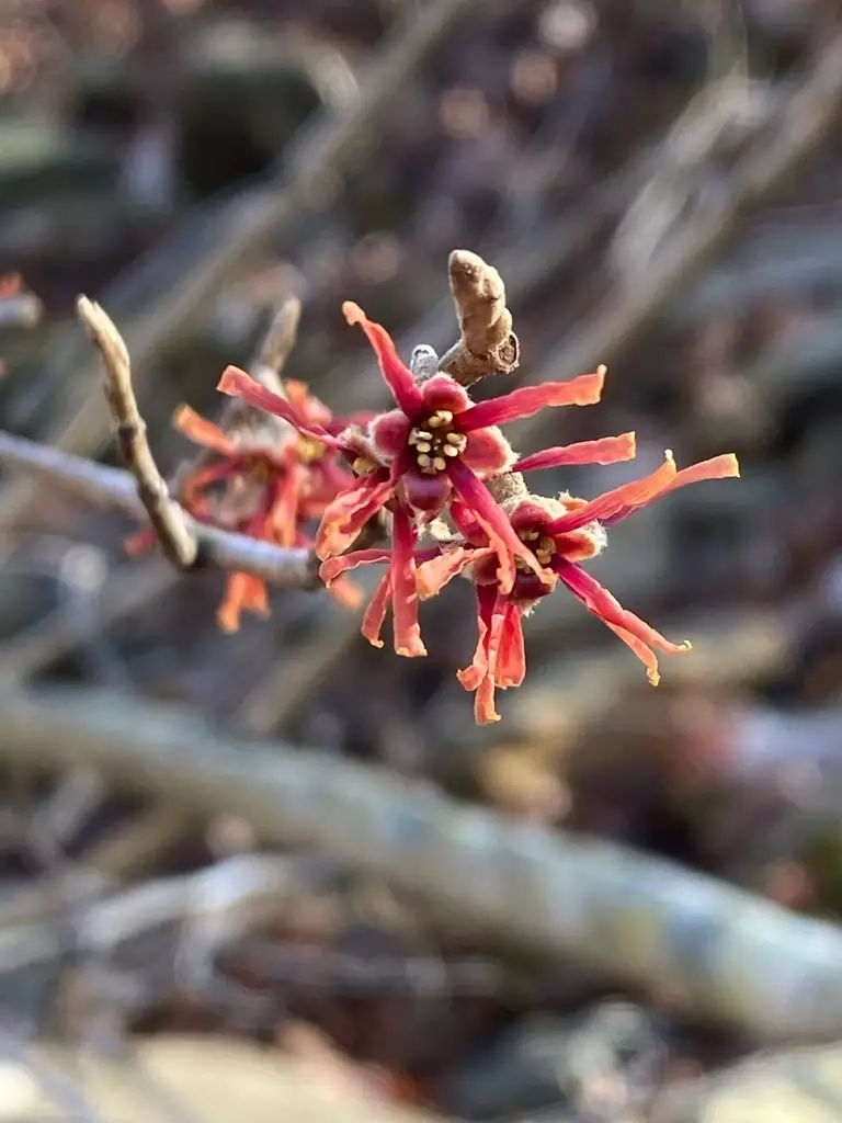 Hamamelis vernalis - Shrub - Ozark Witchhazel, Spring-blooming Witch ...