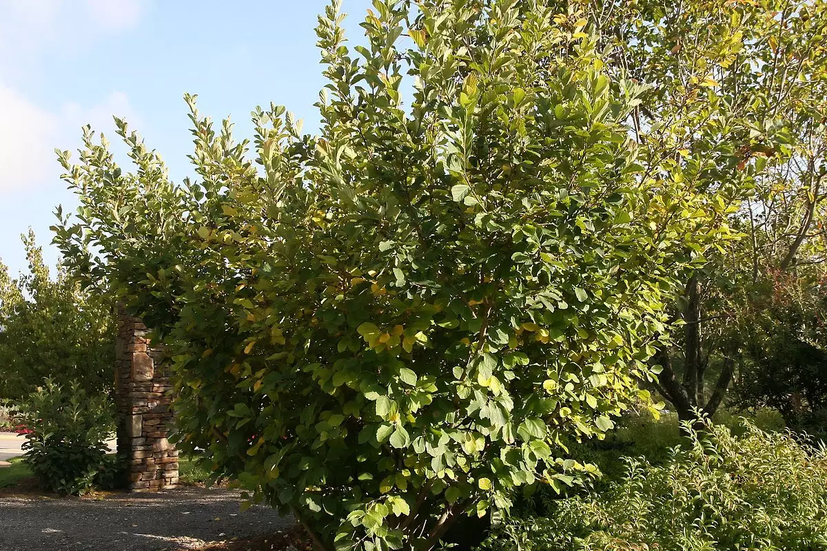 Hamamelis vernalis - Shrub - Ozark Witchhazel, Spring-blooming Witch ...