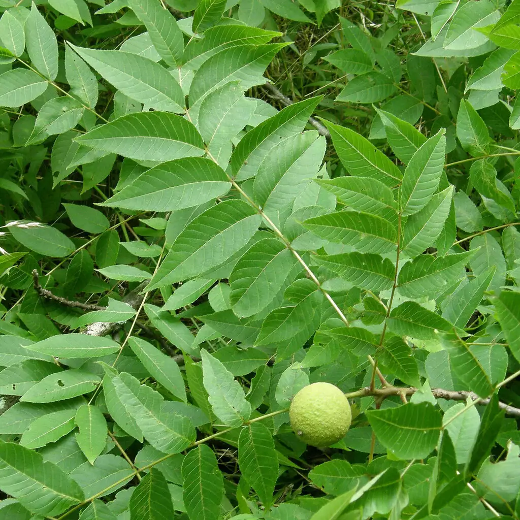 Juglans nigra Northern - Hardwood - Black Walnut, Eastern Black Walnut