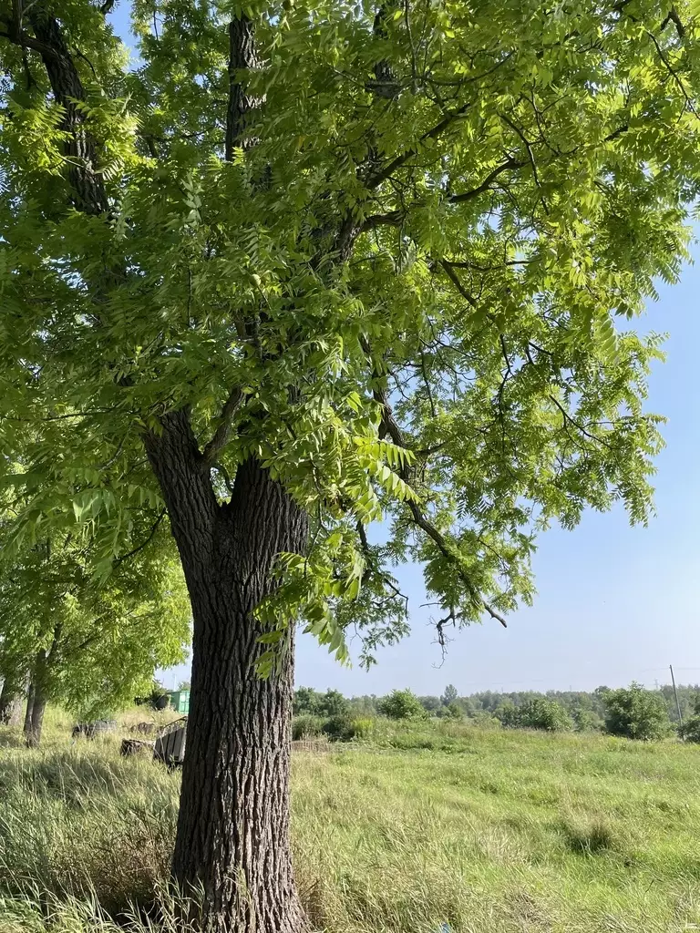 Juglans nigra Northern - Hardwood - Black Walnut, Eastern Black Walnut
