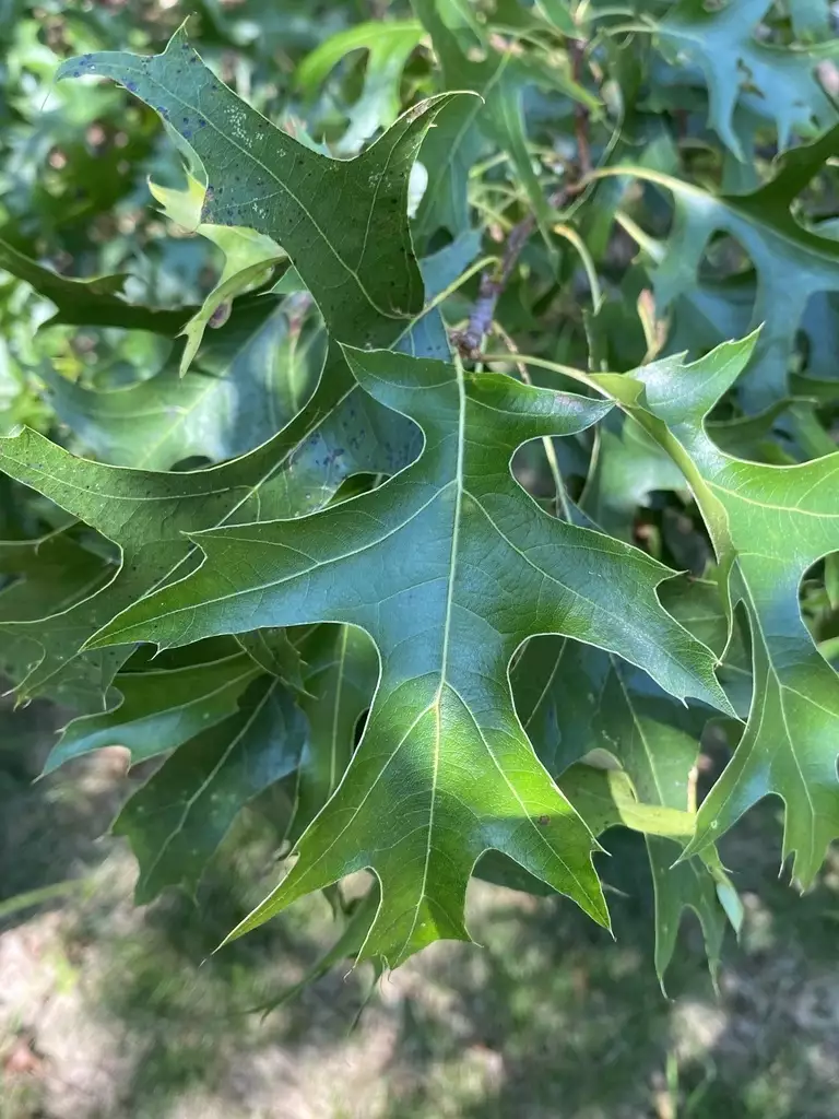Quercus Palustris Fall