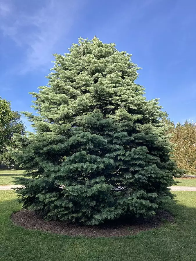 Abies concolor ssp. concolor NM, Lincoln - Conifer - Concolor Fir ...