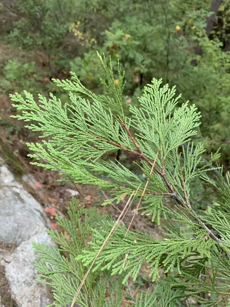 Calocedrus decurrens - Conifer - California Incense Cedar, Incense Cedar