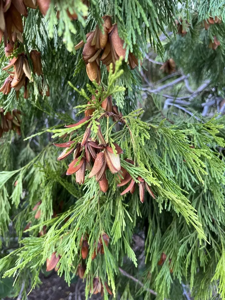 Calocedrus decurrens - Conifer - California Incense Cedar, Incense Cedar