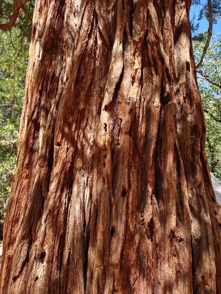 Calocedrus decurrens - Conifer - California Incense Cedar, Incense Cedar