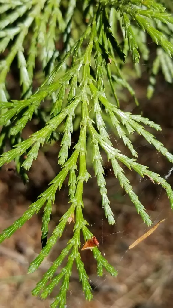 Calocedrus decurrens - Conifer - California Incense Cedar, Incense Cedar