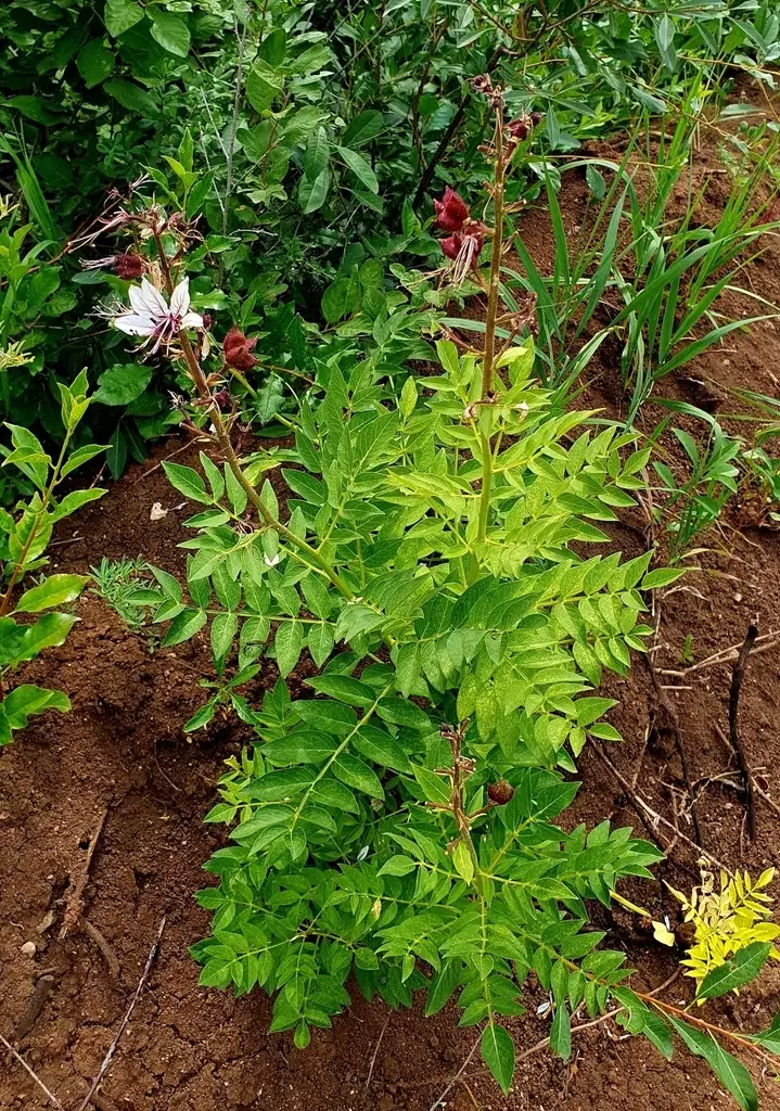Dictamnus albus - Herbaceous Plants,Perennial - Burningbush, Dittany ...